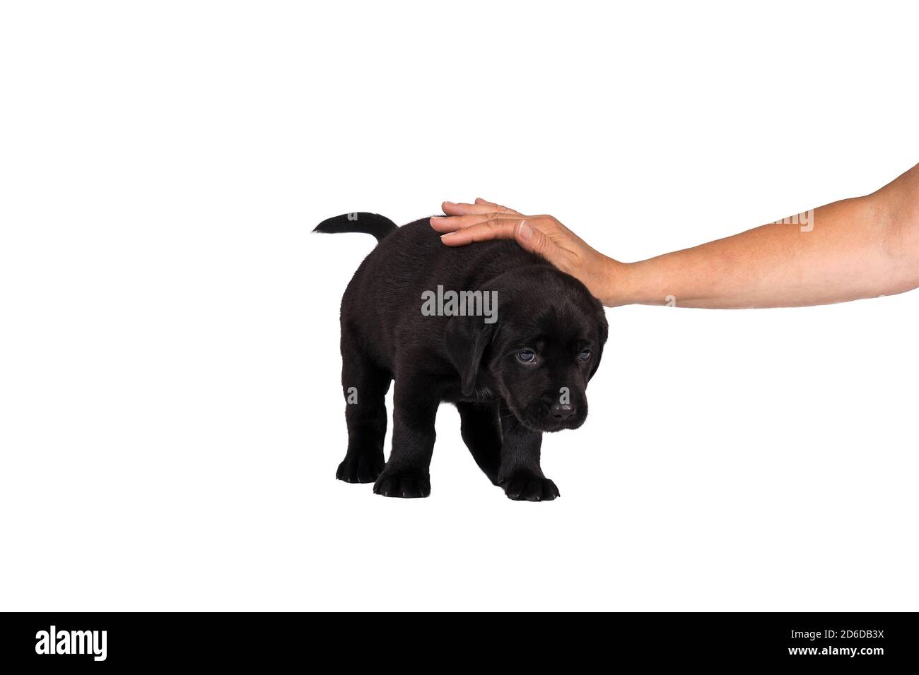 human hand stroking a 5 week old labrador puppy isolated on a white ...
