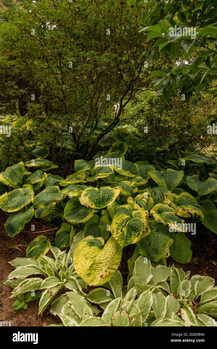 Hosta Tokudama in late summer livery Stock Photo - Alamy