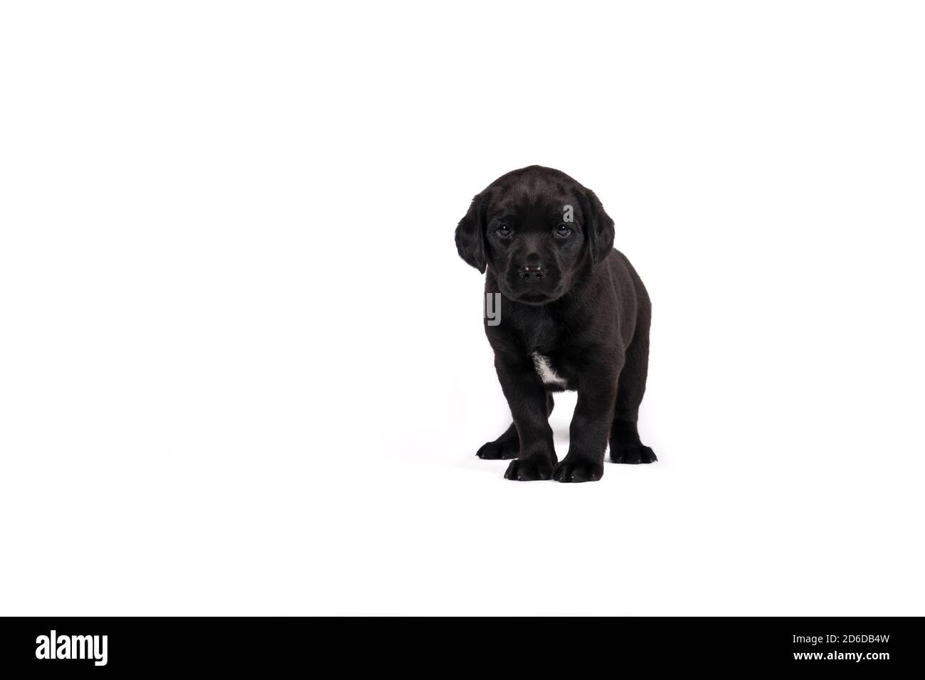 5 week old labrador puppy isolated on a white background standing Stock ...