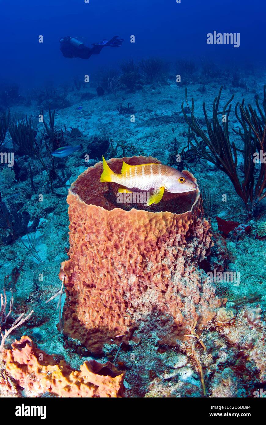 Snapper resting over barrel sponge Stock Photo - Alamy