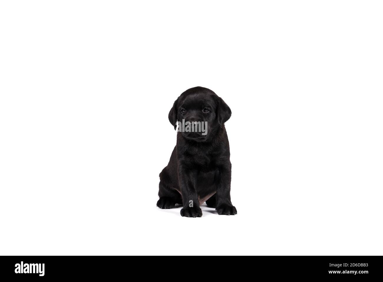5 week old labrador puppy isolated on a white background sitting Stock ...