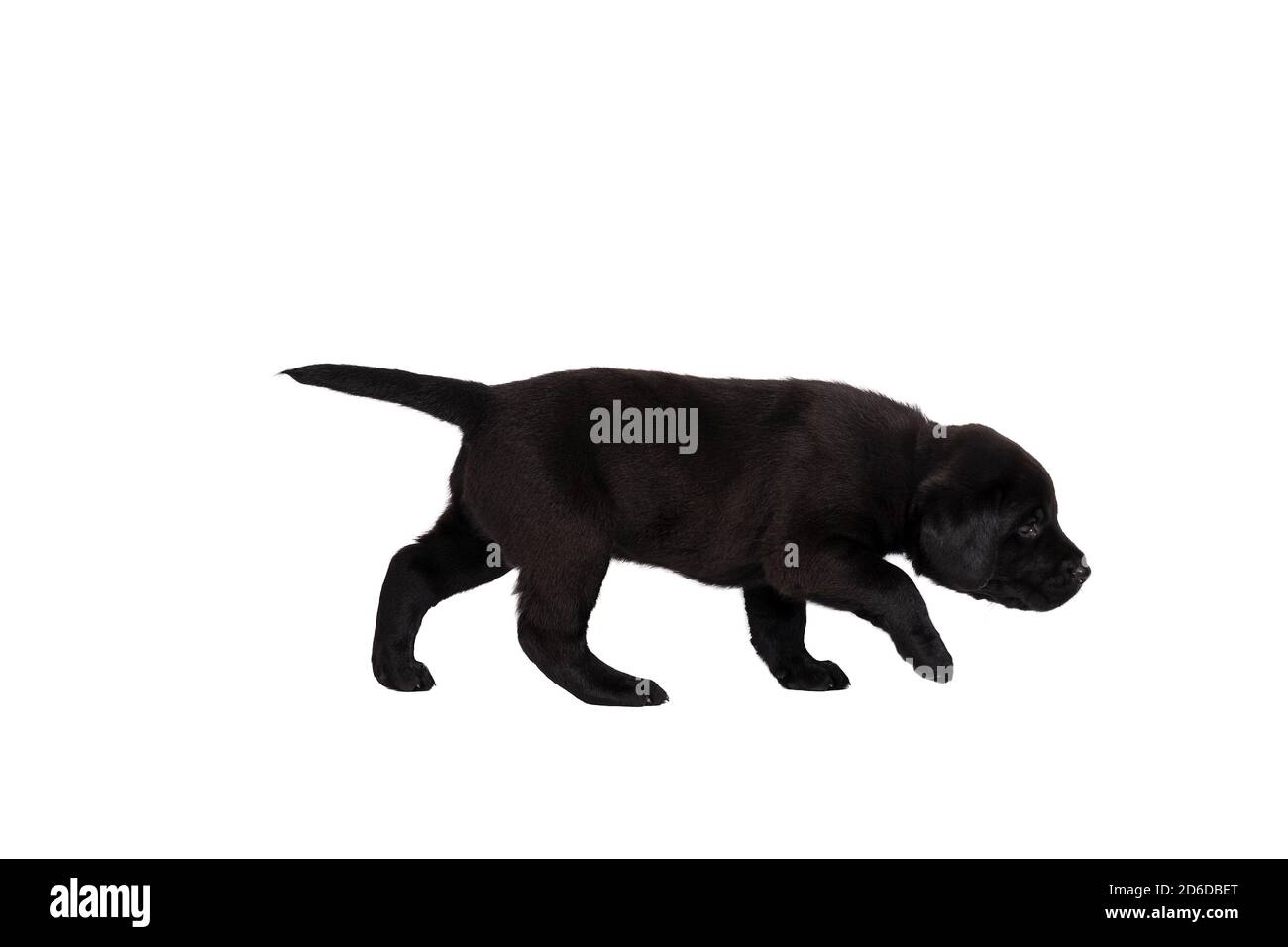 5 week old labrador puppy isolated on a white background walking away ...