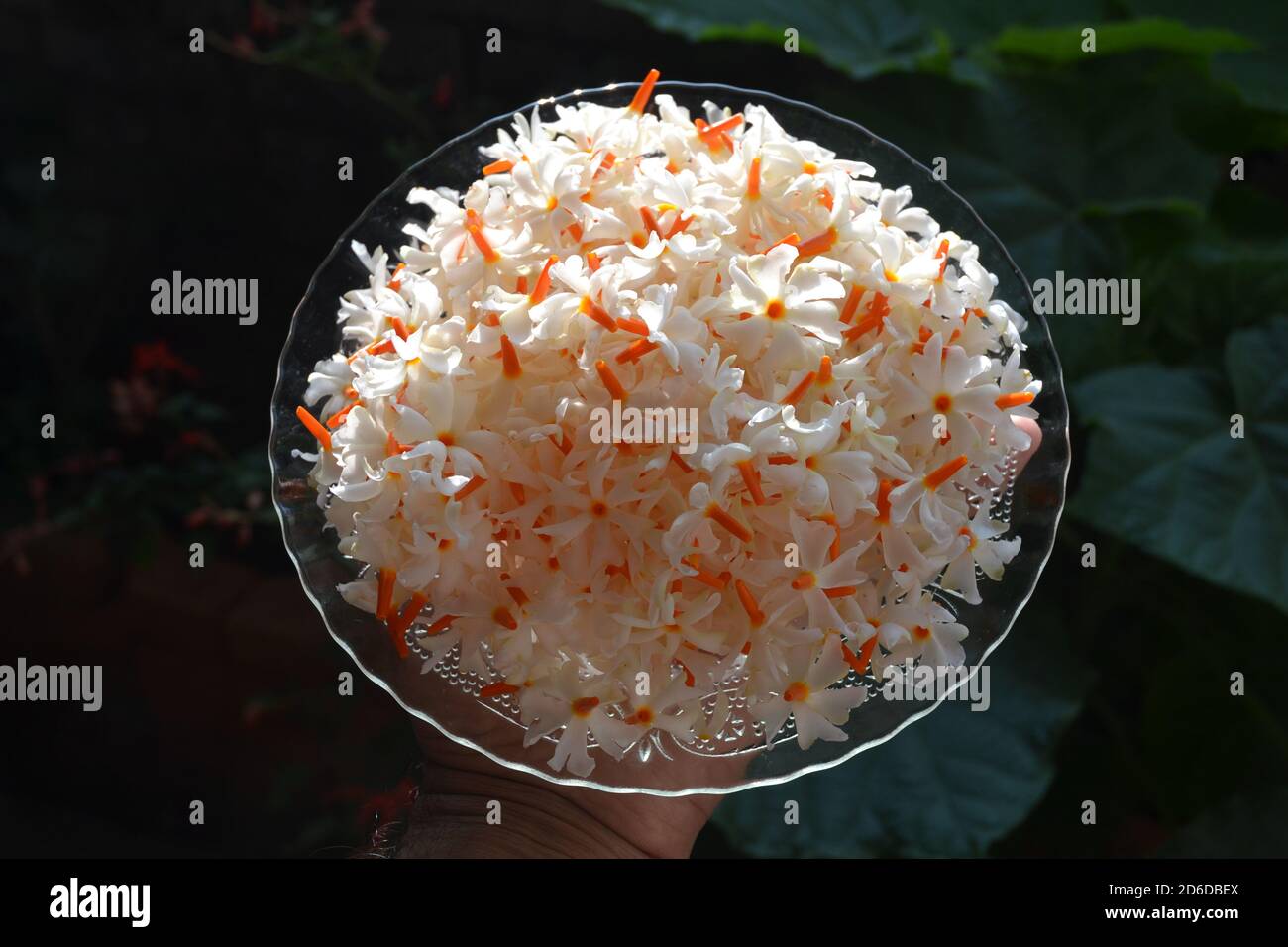 Flowers in plate: the night-flowering jasmine or Parijat or hengra ...