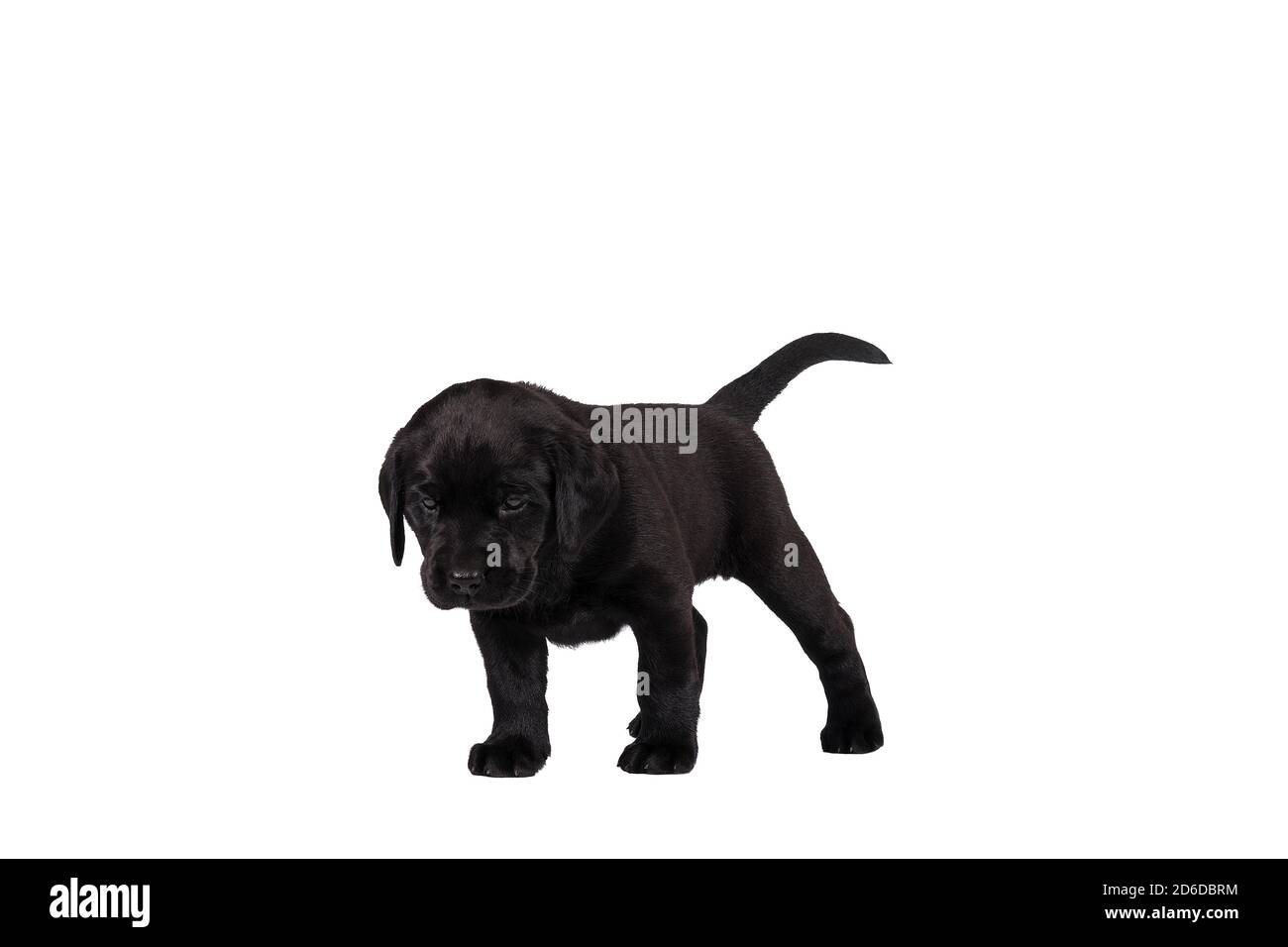 5 week old labrador puppy isolated on a white background standing Stock ...