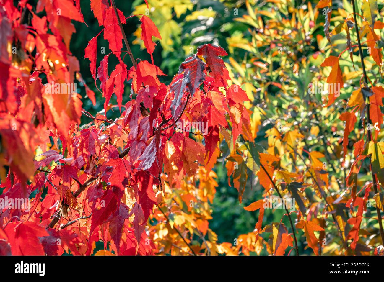 Russia, Moscow Region. Golden Autumn. Fall foliage Stock Photo - Alamy