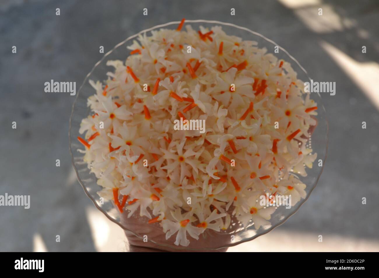 Flowers in plate: the night-flowering jasmine or Parijat or hengra ...