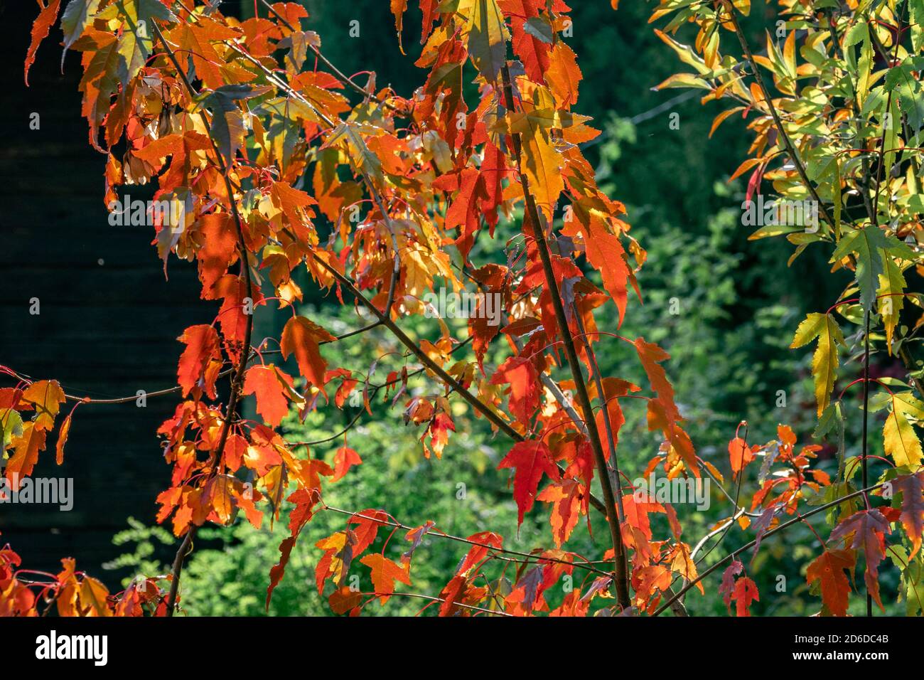 Russia, Moscow Region. Golden Autumn. Fall foliage Stock Photo - Alamy