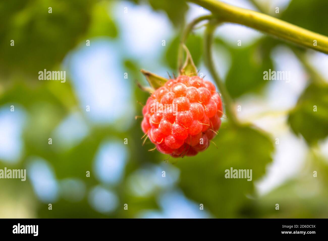 Raspberry seedling hi-res stock photography and images - Alamy