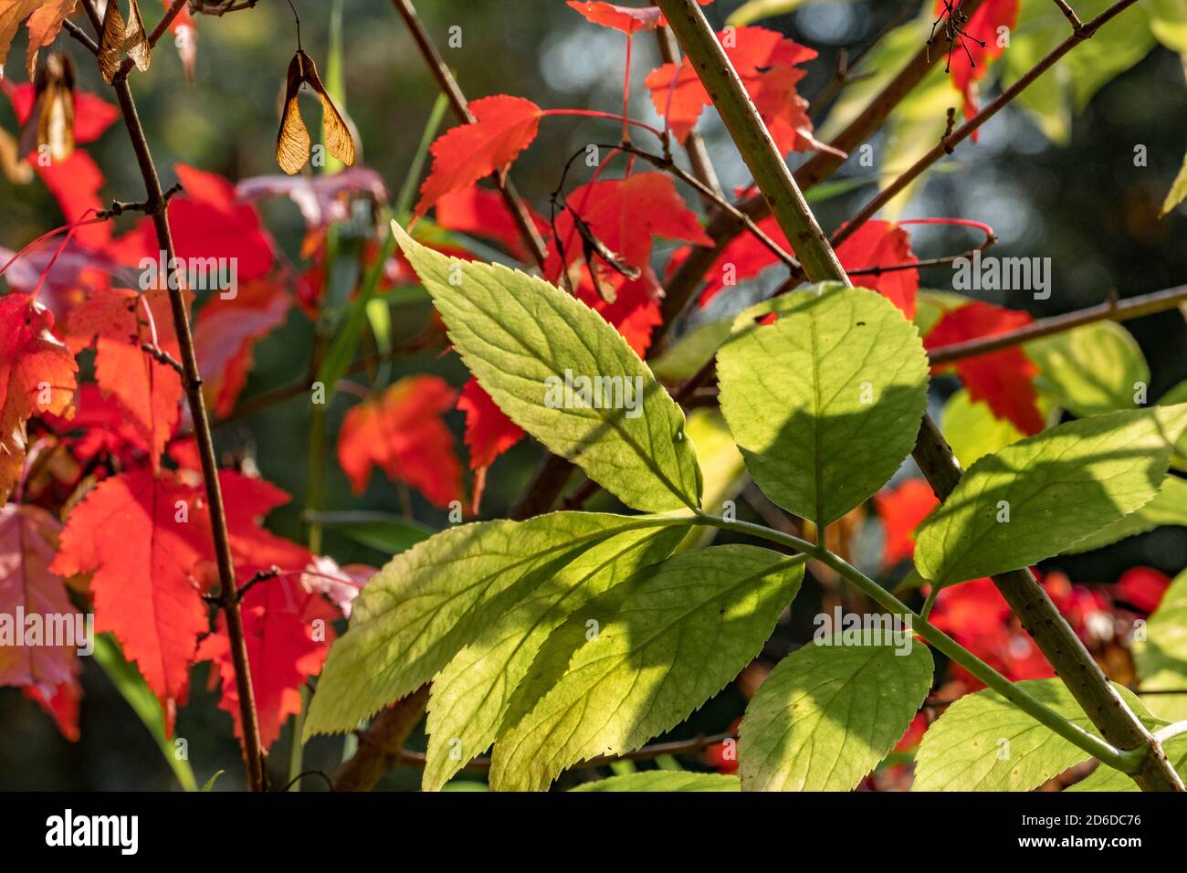 Russia, Moscow Region. Golden Autumn. Fall foliage Stock Photo - Alamy