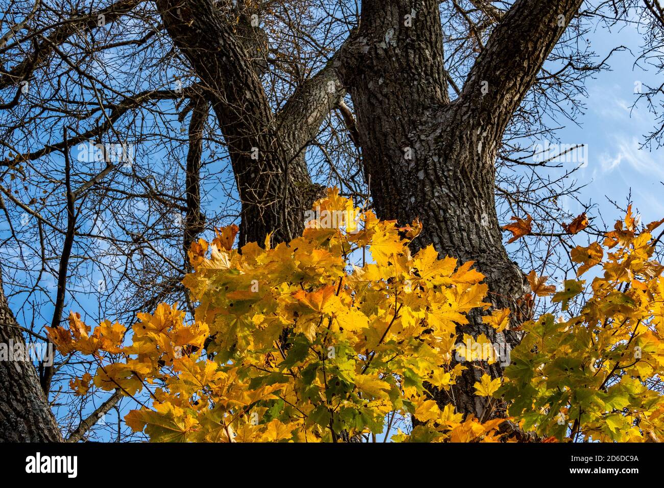 Russia, Moscow Region. Golden Autumn. Fall foliage Stock Photo - Alamy