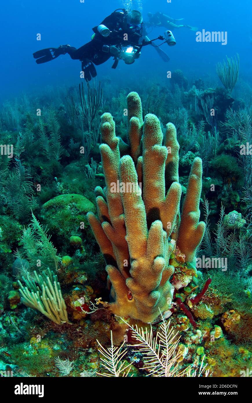 Scuba diver/photographer over large stand of pillar coral (Dendrogyra ...