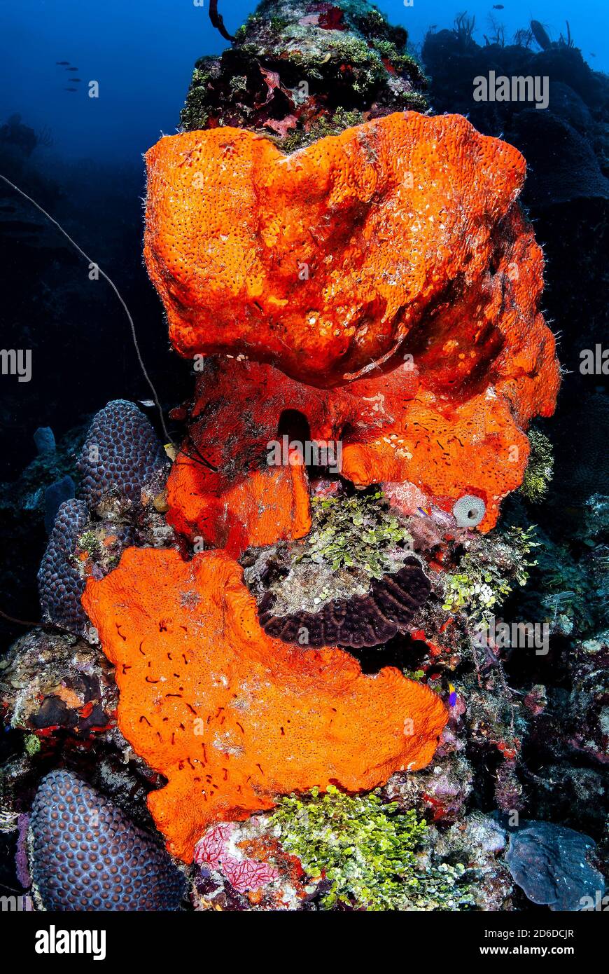 Large orange elephant ear sponge (Agelas clathrodes Stock Photo - Alamy