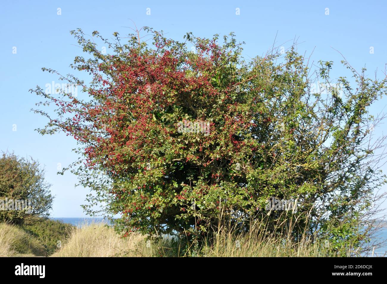 hawthorn with fruits in autumn Stock Photo - Alamy