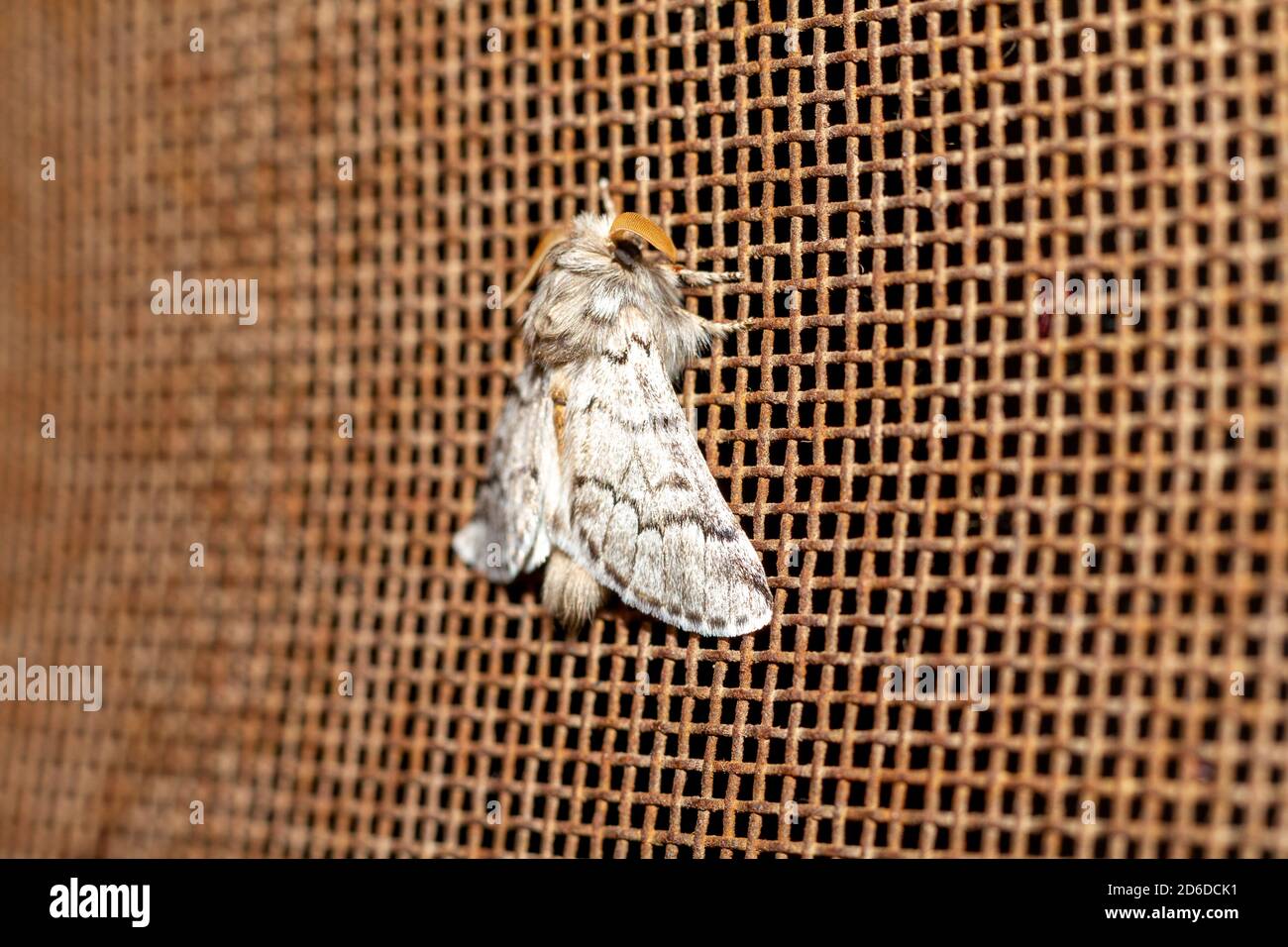 Moth larva on clothing hi-res stock photography and images - Alamy
