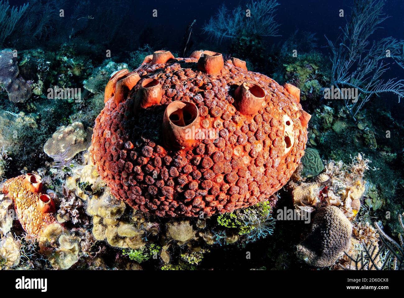 Columbian reefs hi-res stock photography and images - Alamy