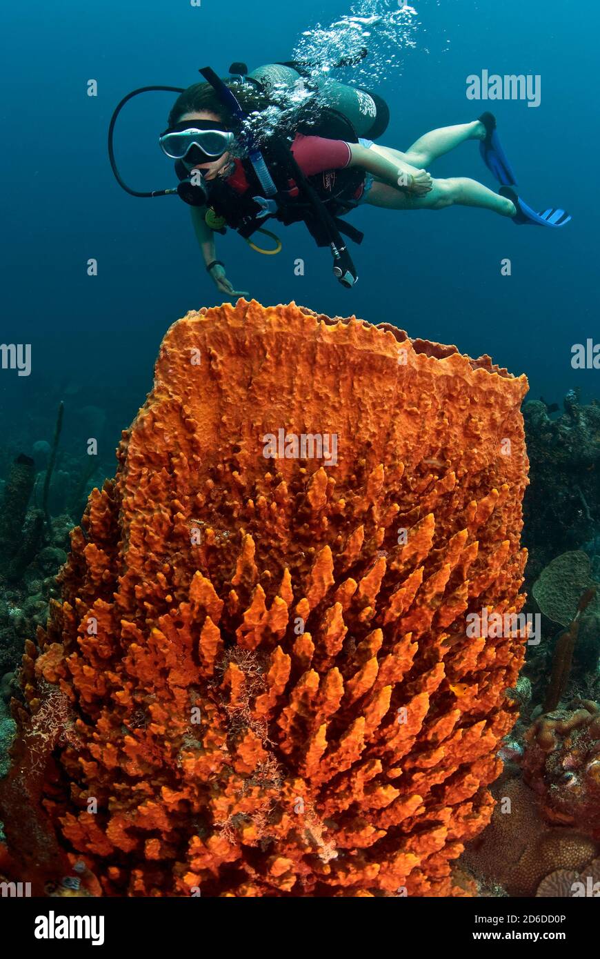 Scuba diver over red barrel sponge Stock Photo - Alamy