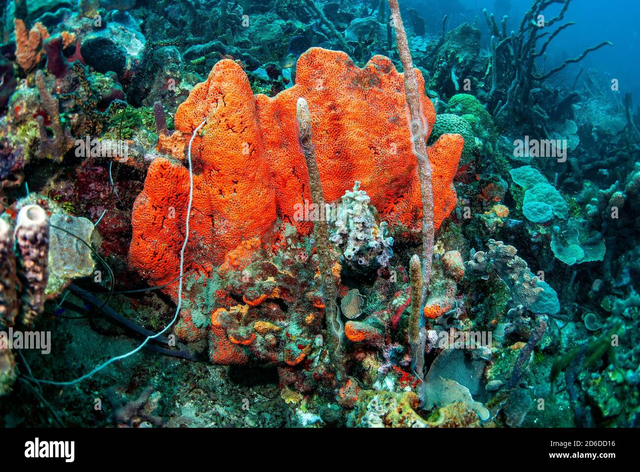 Orange elephant ear sponge hi-res stock photography and images - Alamy