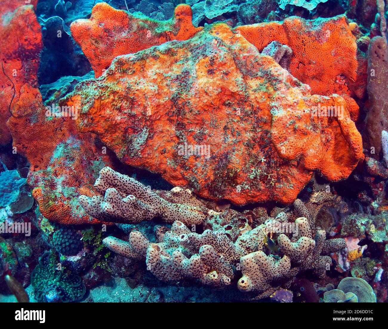 Orange elephant ear sponge hi-res stock photography and images - Alamy