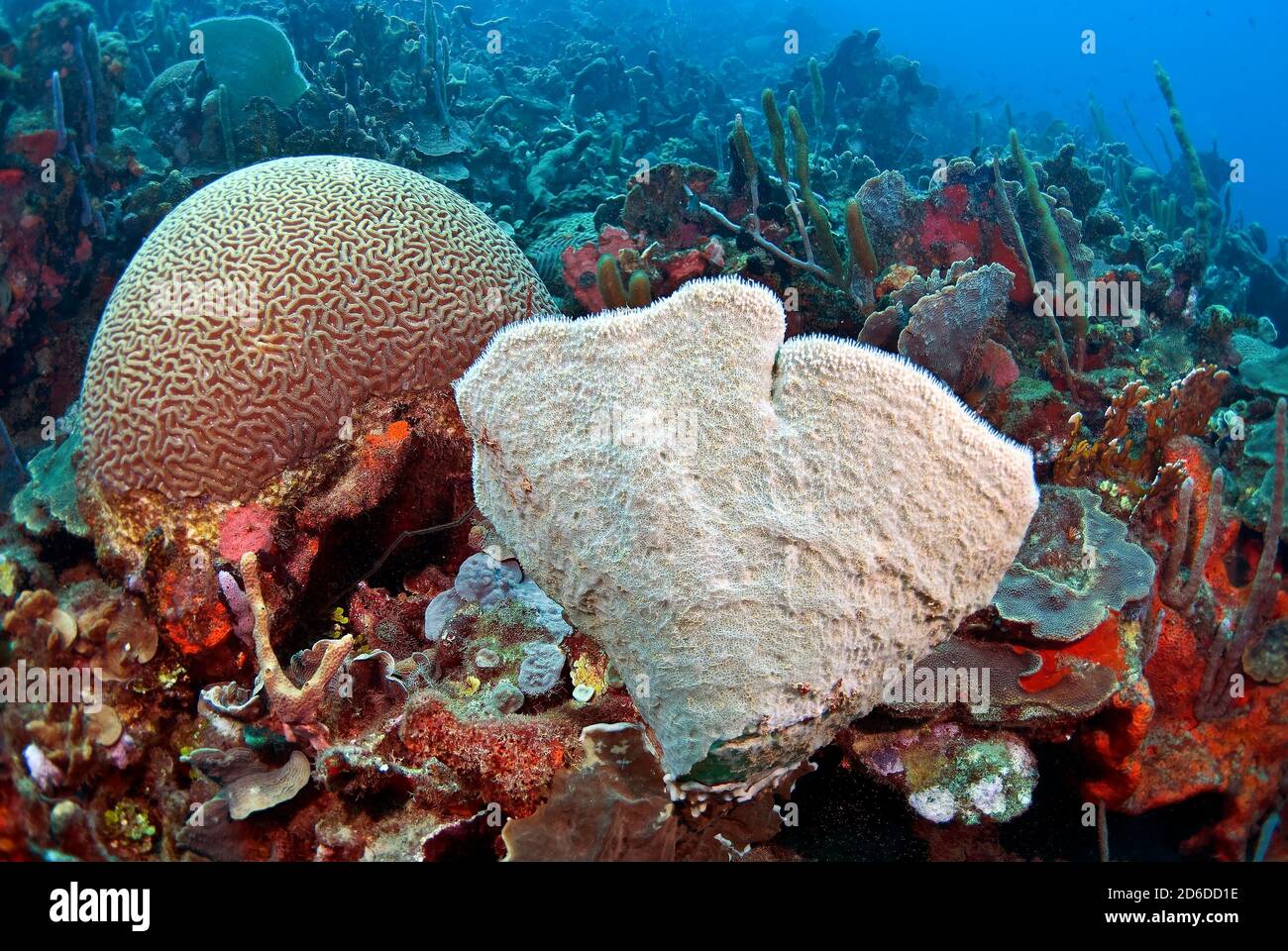 Beauty in natures creatures hi-res stock photography and images - Alamy