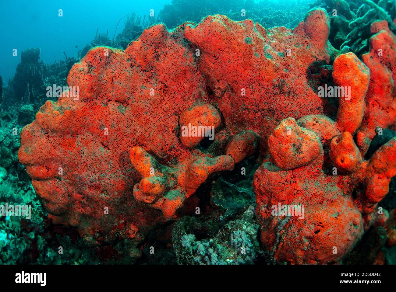 Large orange elephant ear sponge (Agelas clathrodes Stock Photo - Alamy