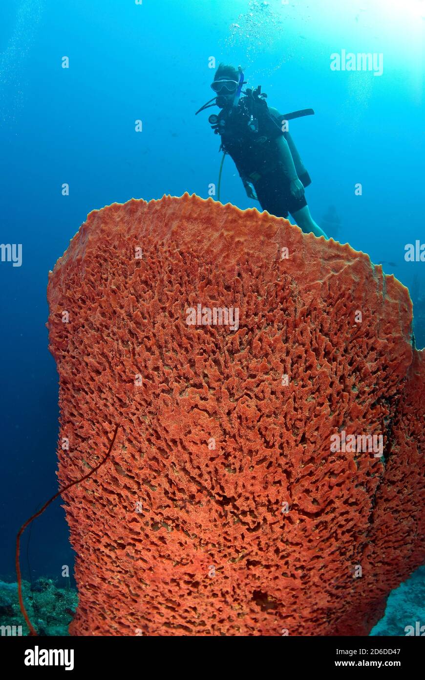 Scuba diver over giant red barrel sponge Stock Photo - Alamy