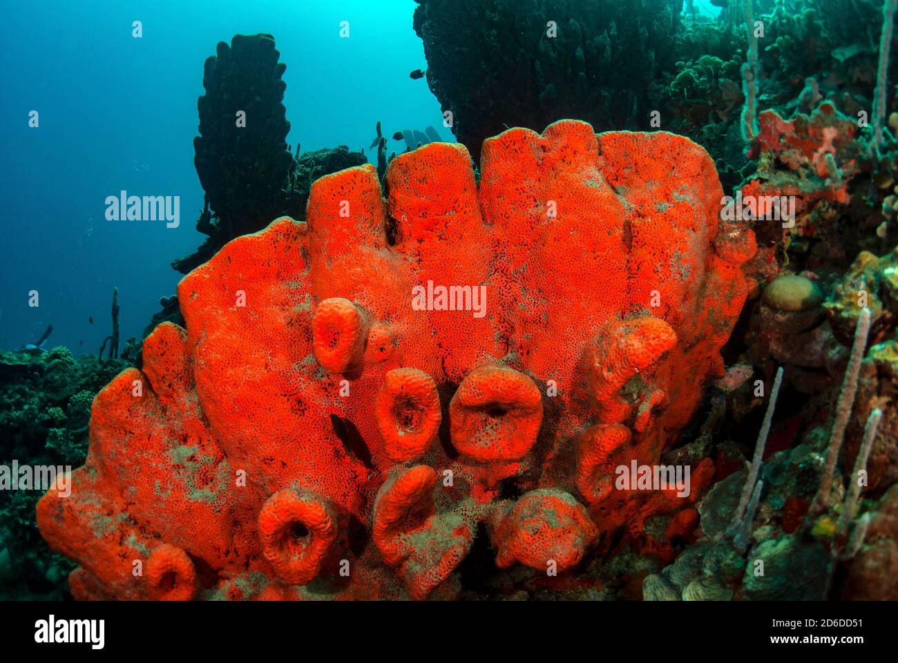 Elephant ear sponge hi-res stock photography and images - Alamy