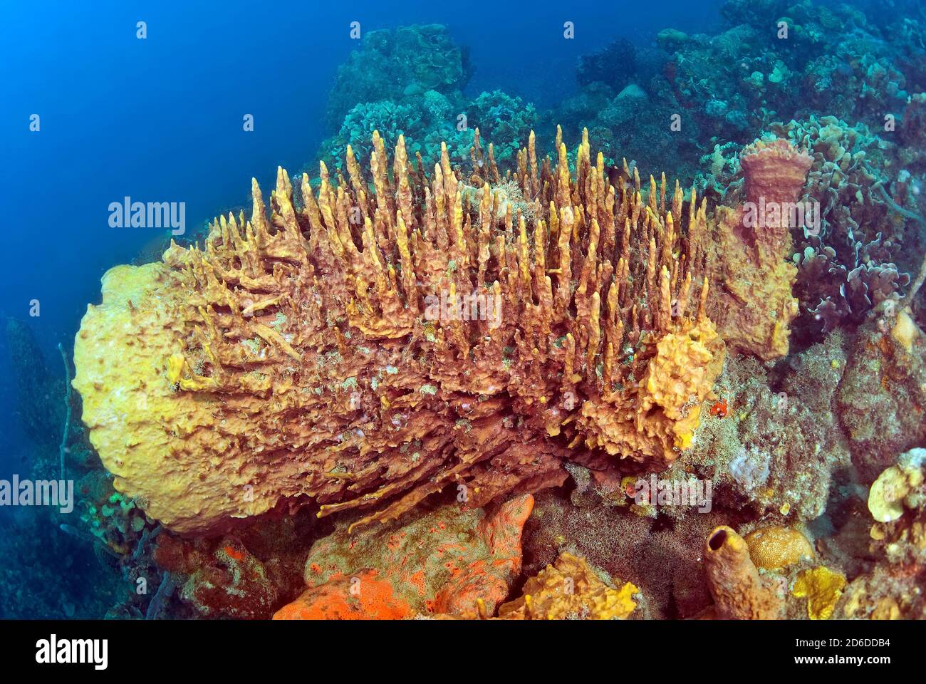 Large horizontal barrel sponge Stock Photo - Alamy