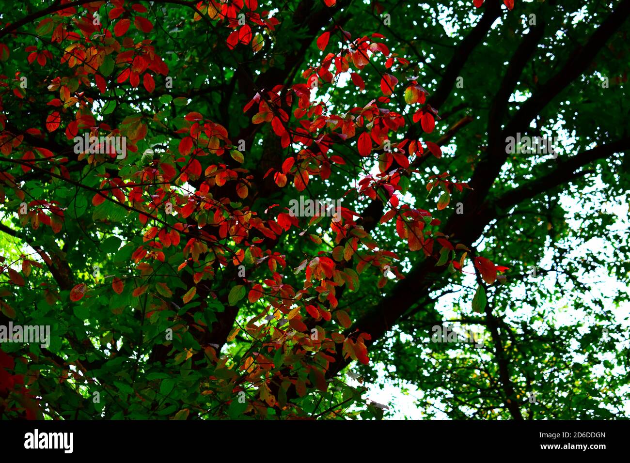 colorful autumn tree Stock Photo - Alamy