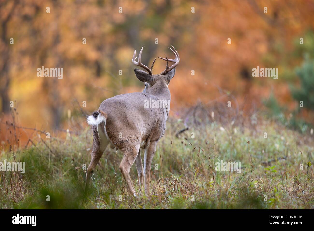 A buck whitetail deer urinating in a meadow Stock Photo - Alamy