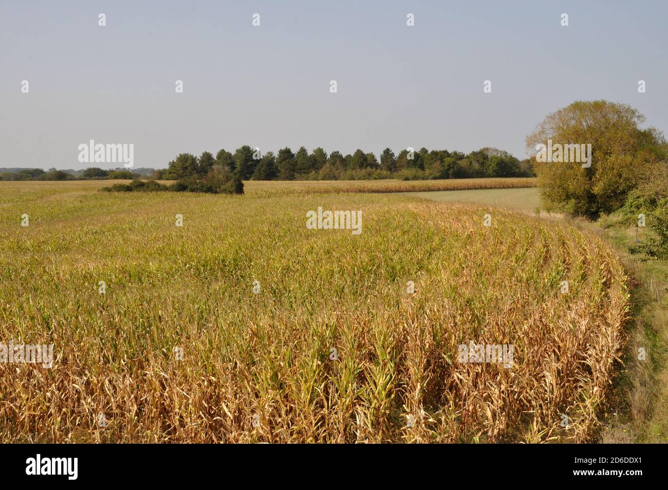 A Corn field in Brittany Stock Photo - Alamy