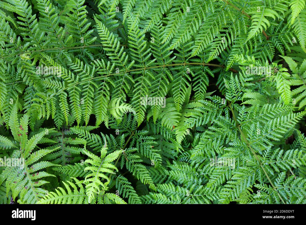 Floral background in Norway. Green plant texture. Fern background Stock ...