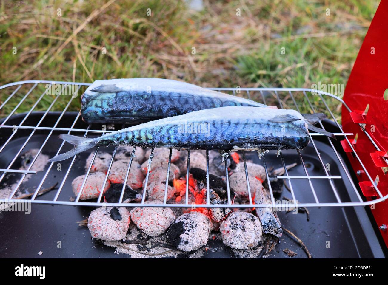 Norway outdoor dinner - freshly caught mackerel fish cooking on a ...