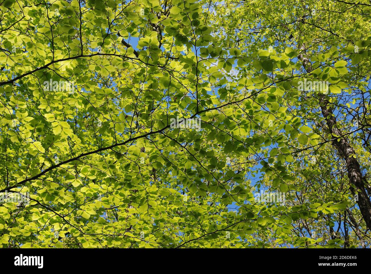 beeches in the forest in Brittany Stock Photo - Alamy