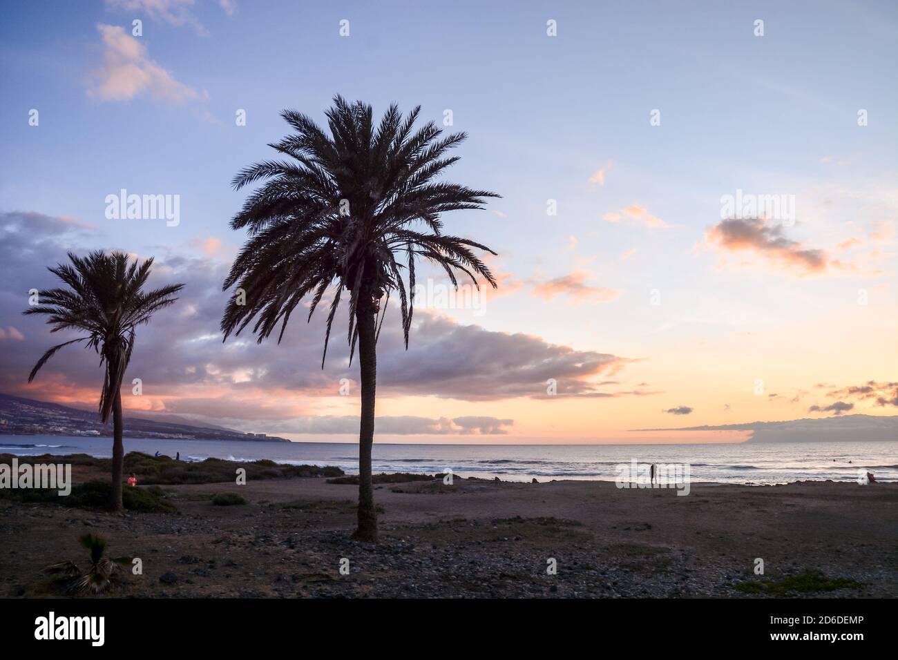 Green Palm Canarian Tree Stock Photo - Alamy