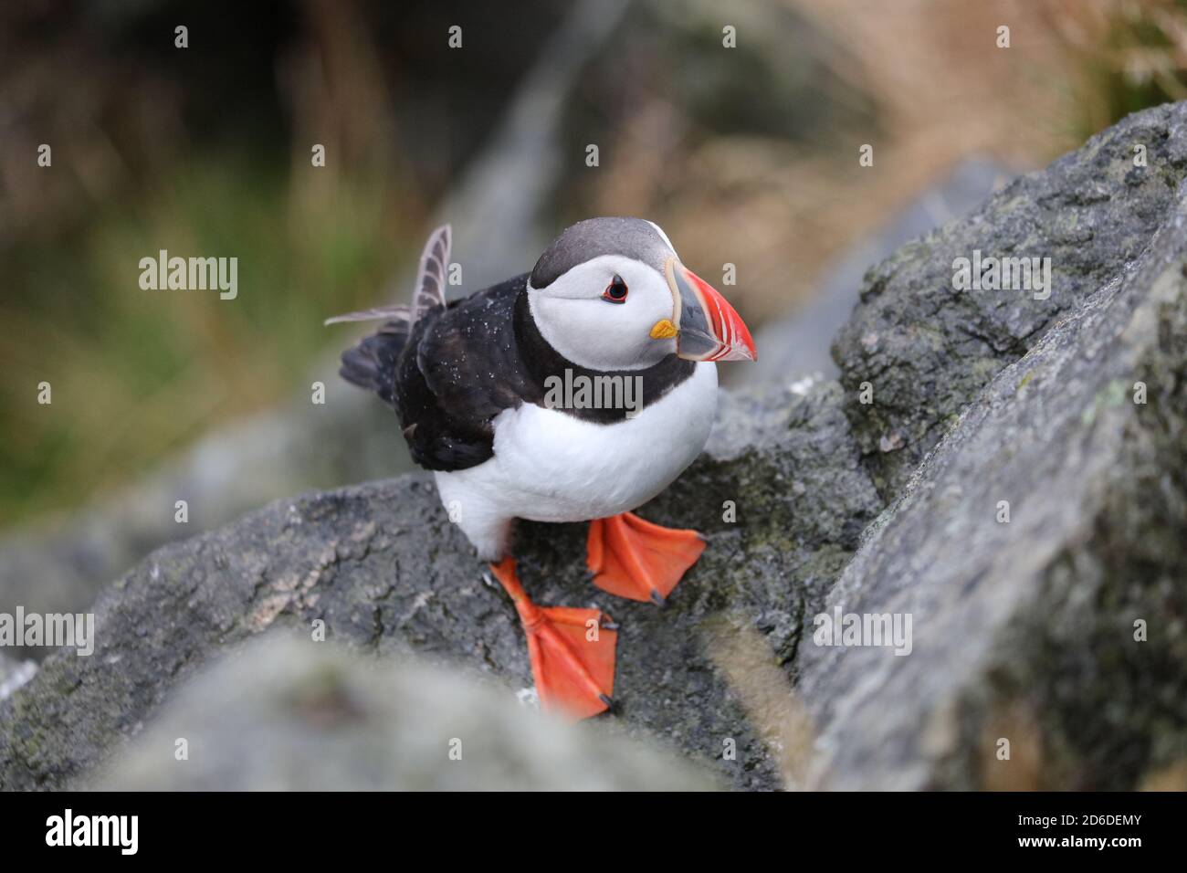 Norwegian species hi-res stock photography and images - Alamy