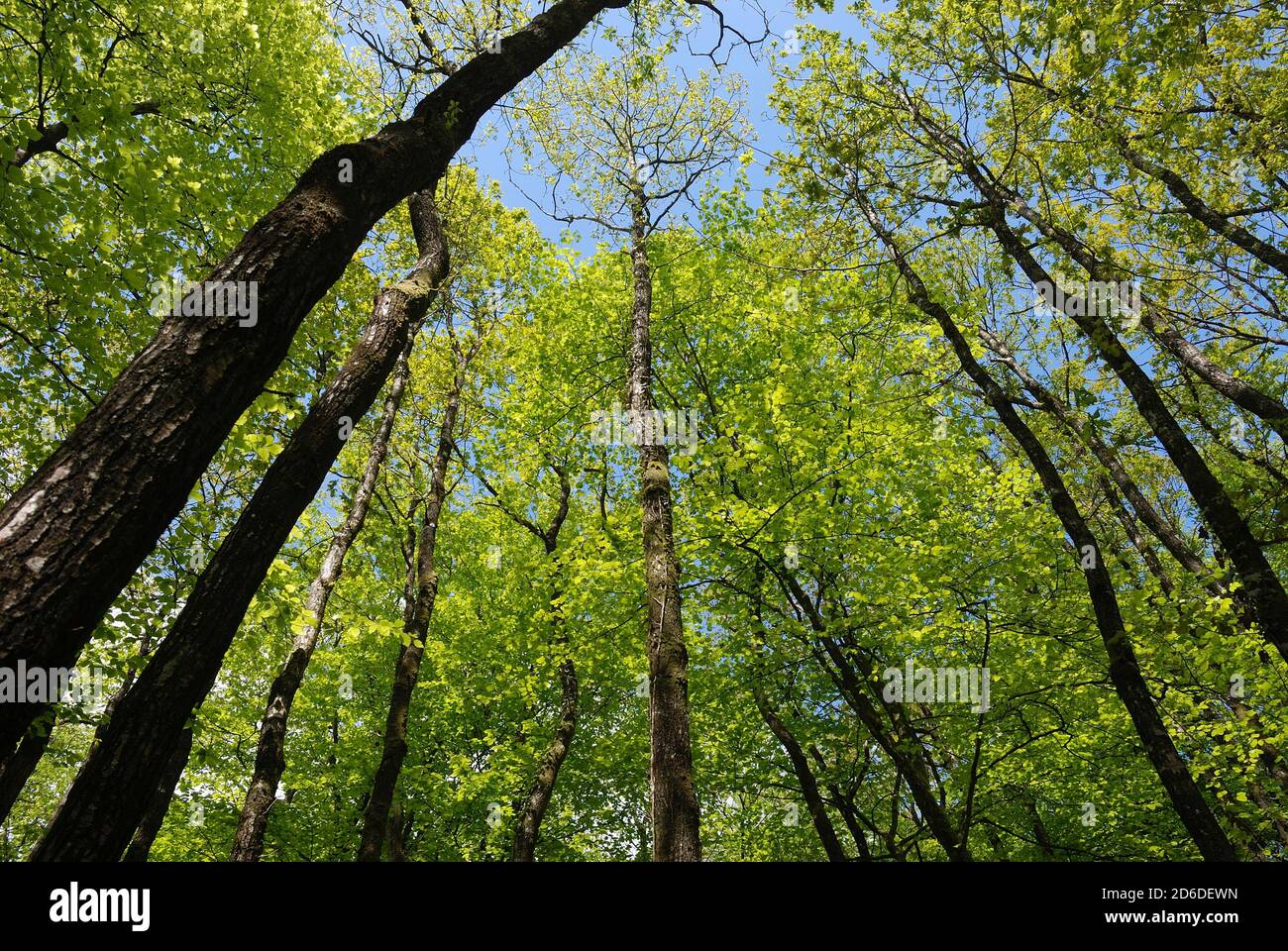 beeches in the forest in Brittany Stock Photo - Alamy
