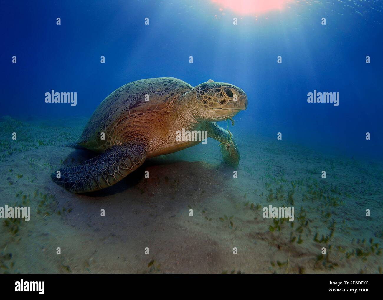World diving destination hi-res stock photography and images - Alamy