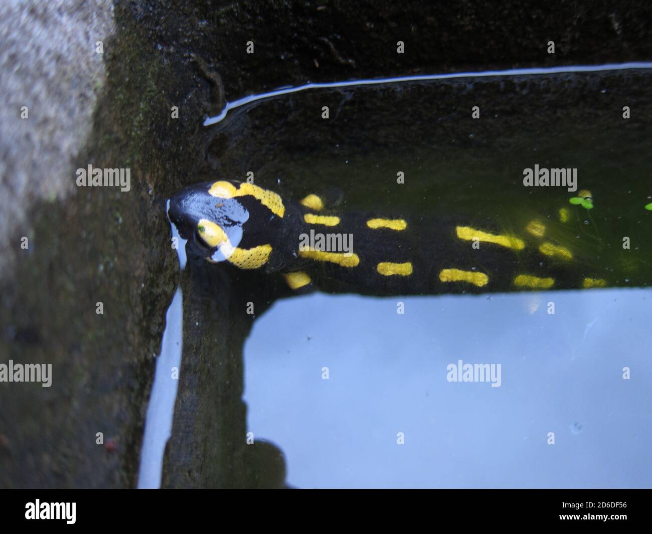 Salamander depositing larvae in a drinking trough Stock Photo - Alamy