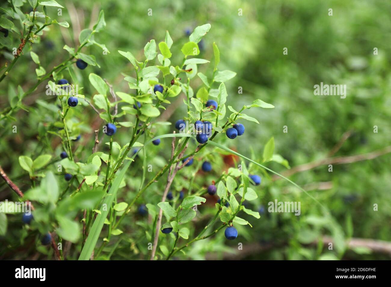 Summer forest berries in Norway. European blueberry also known as ...