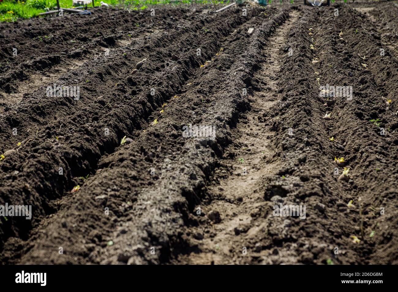 Planting potatoes farm hi-res stock photography and images - Alamy