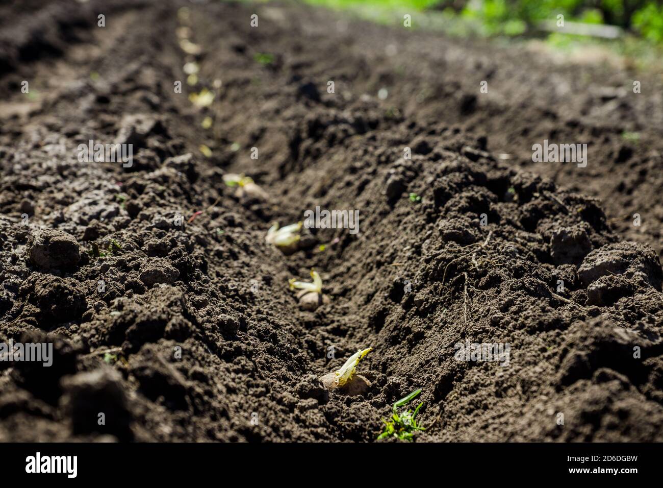 Potatoes planting on the farm field. Selective focus Stock Photo - Alamy