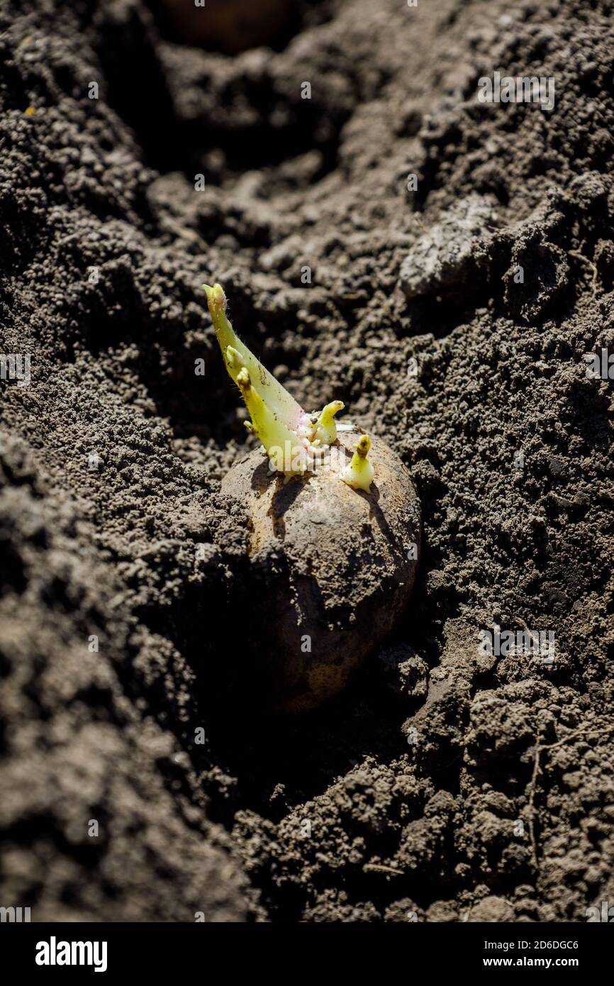 Planting potatoes farm field hi-res stock photography and images - Alamy