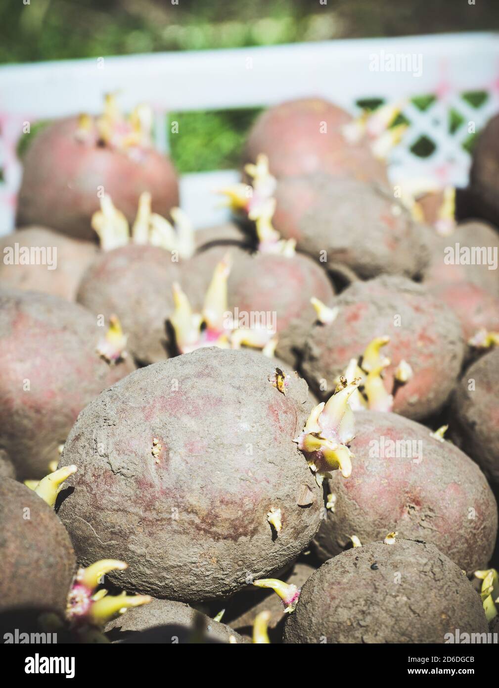 Potatoes planting on the farm field. Selective focus Stock Photo - Alamy