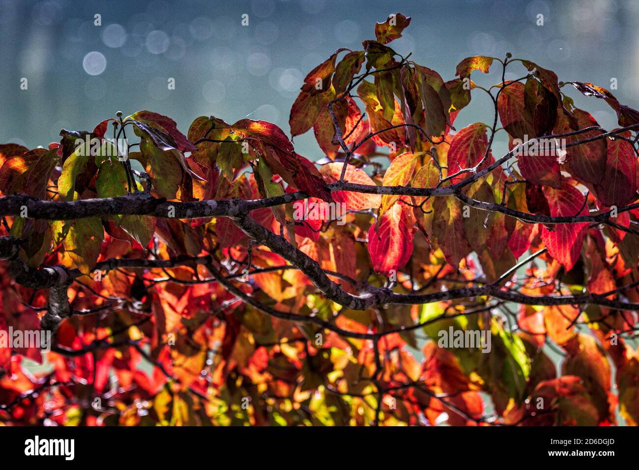 Fall leaves backlit by the sun shine like fire Stock Photo - Alamy
