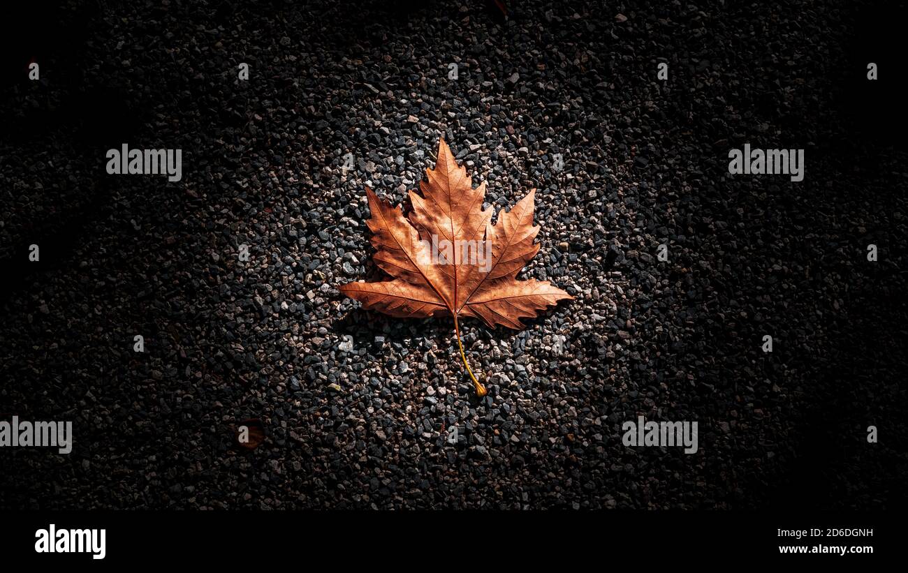 Maple leaf effect hi-res stock photography and images - Alamy