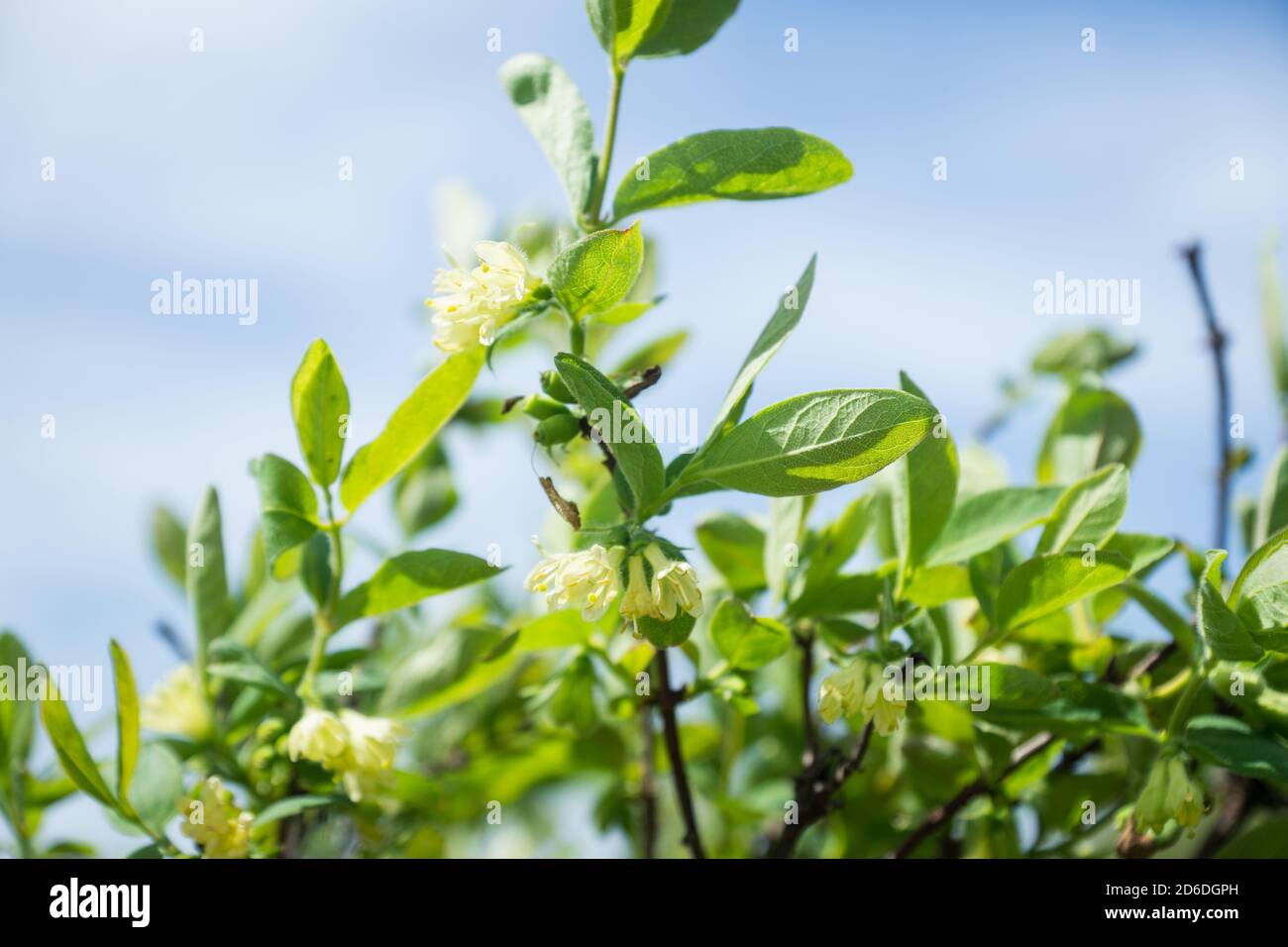 Branches honeysuckle in spring garden hi-res stock photography and ...