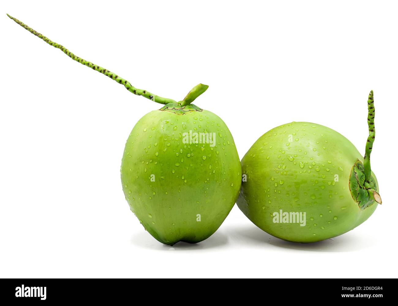 water drop green coconut isolated on white background with clipping ...