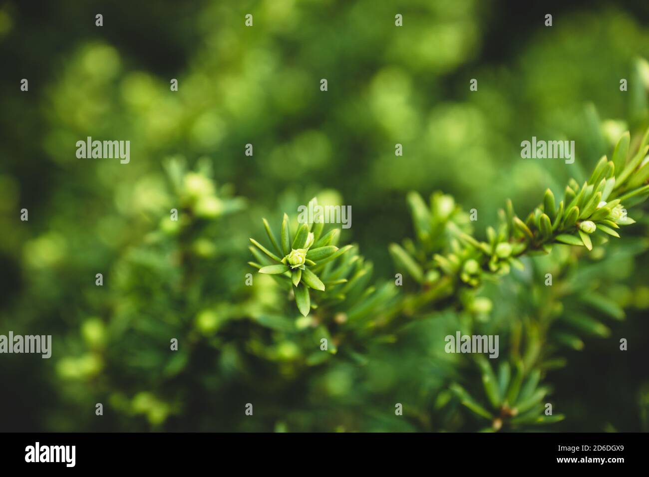 Taxus baccata (Yaw tree) bush in the garden. Selective focus Stock ...