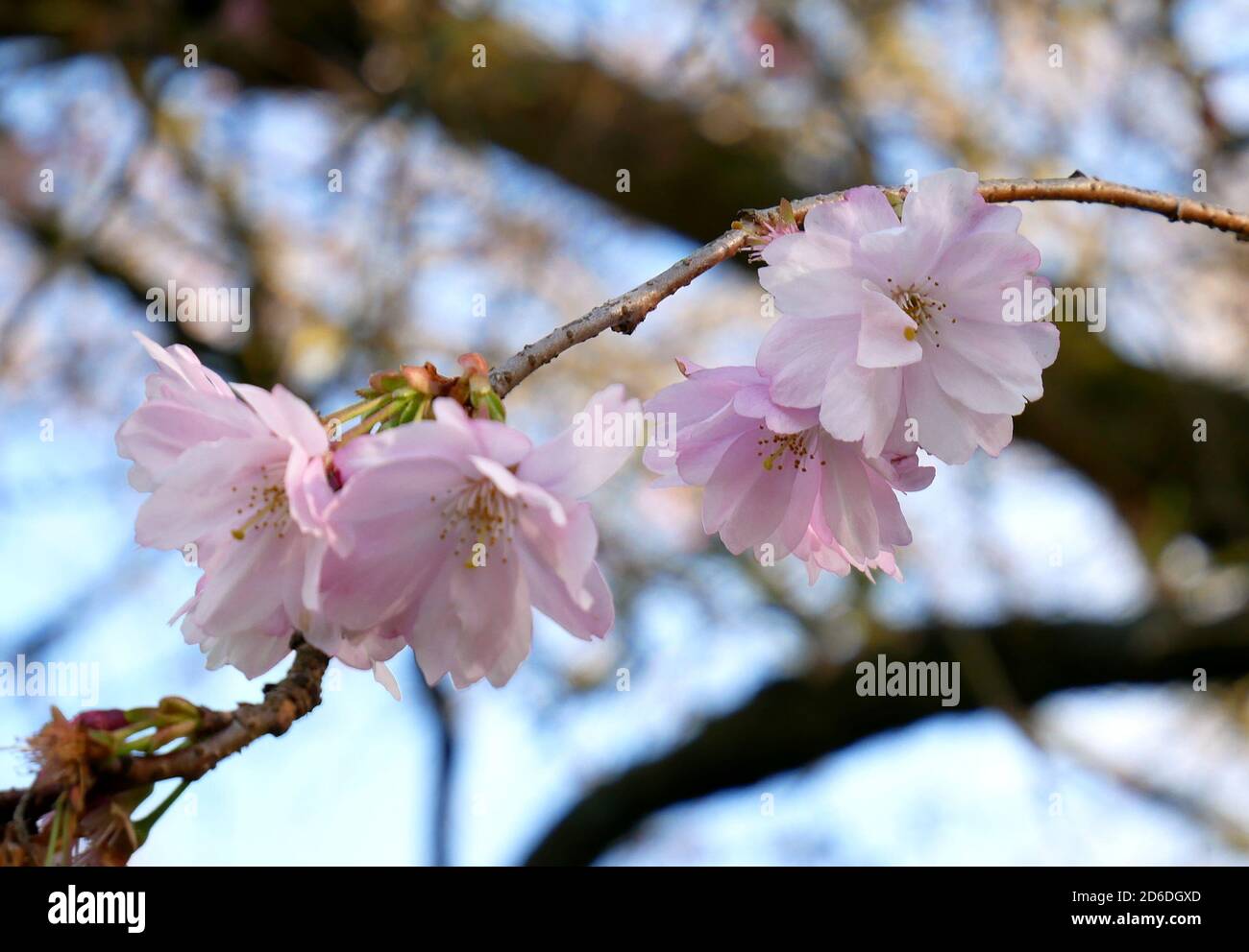 Cherry Blossoms in bloom in the Arboretum on the second day of ...