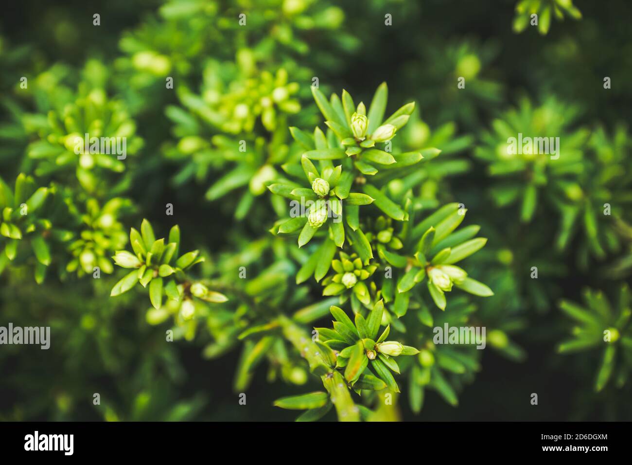 Taxus baccata (Yaw tree) bush in the garden. Selective focus Stock ...